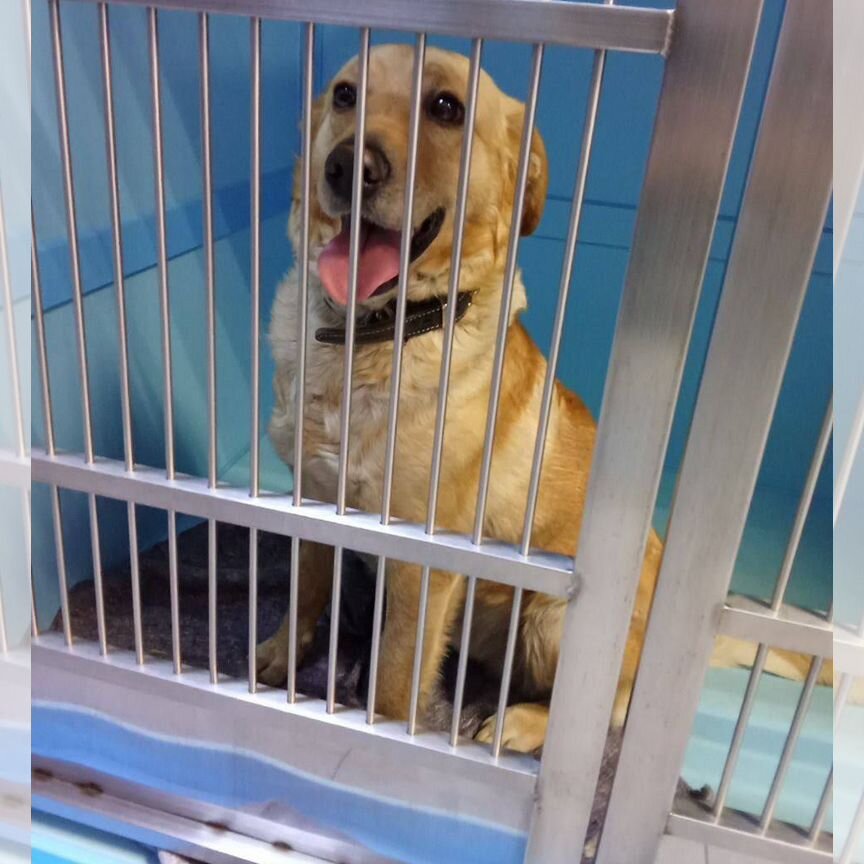 Лабрадор-ретривер, взрослый пёс из приюта