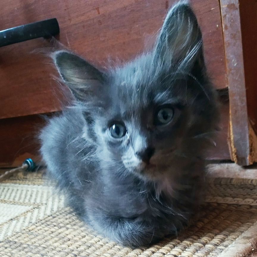 Котёнок в добрые руки