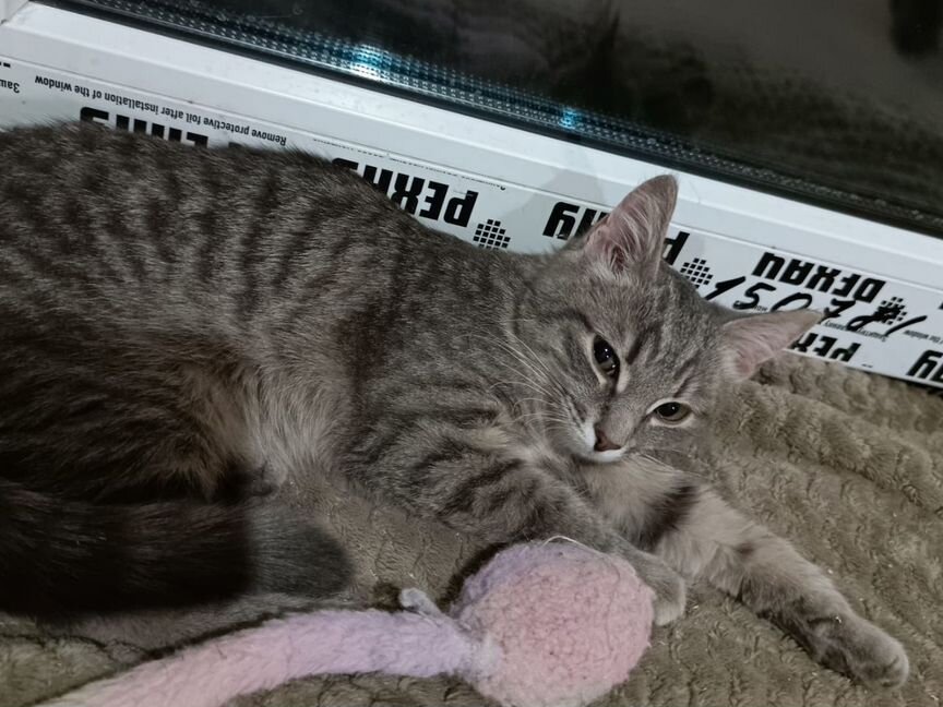 Кошки в добрые руки