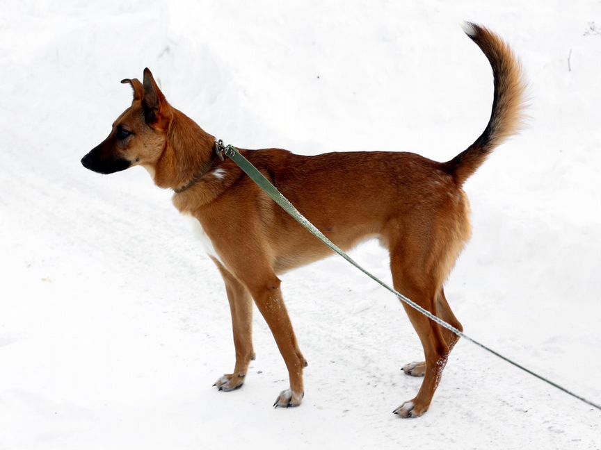 Изощренная казнь щенка