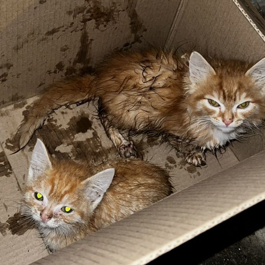 Котёнок в добрые руки