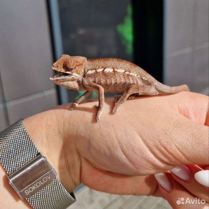 Пантеровый хамелеон