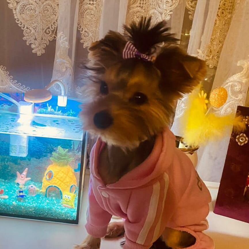 Йоркширский терьер, щенок