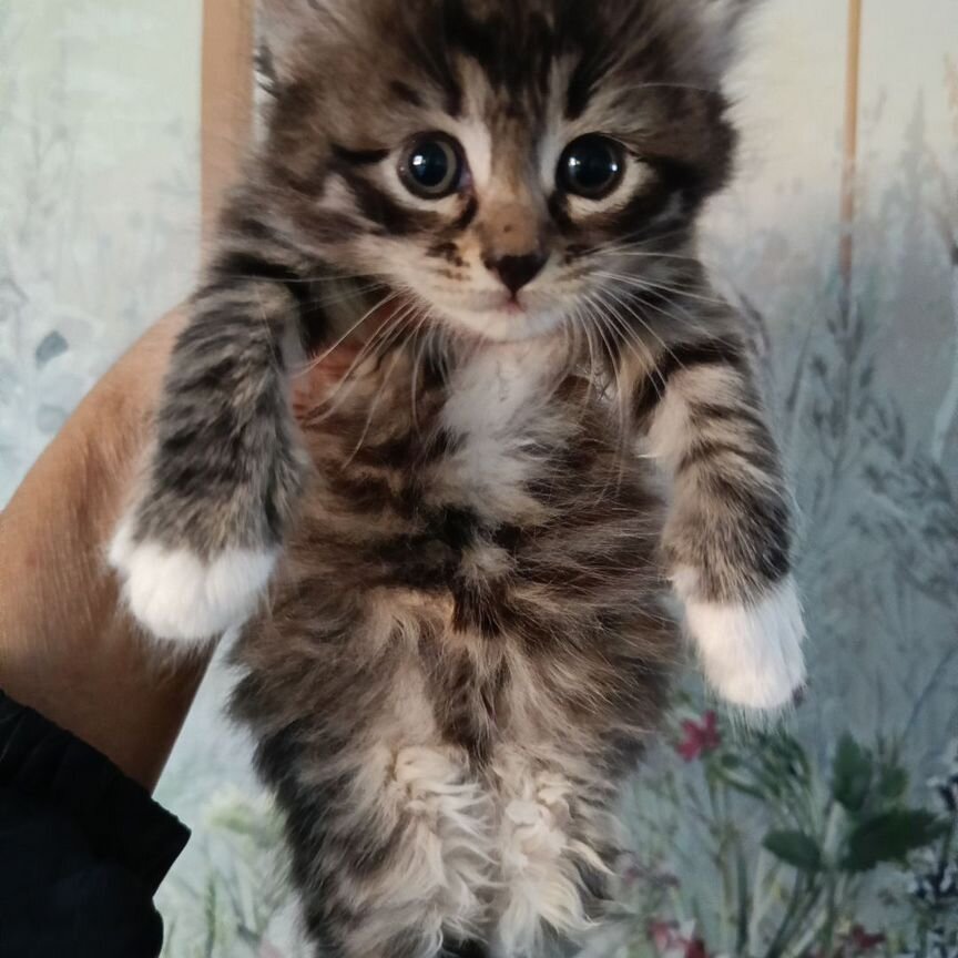 Котята 1 мес