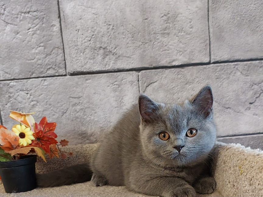 Британский котенок из питомника