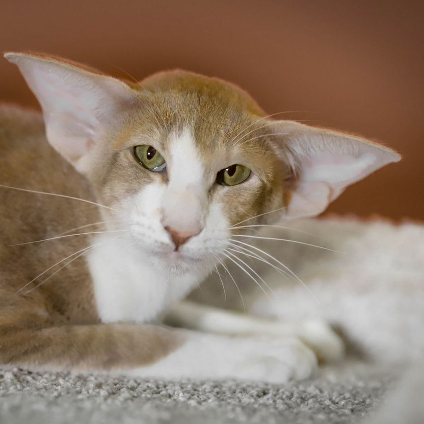 Ориентальная, взрослая кошка