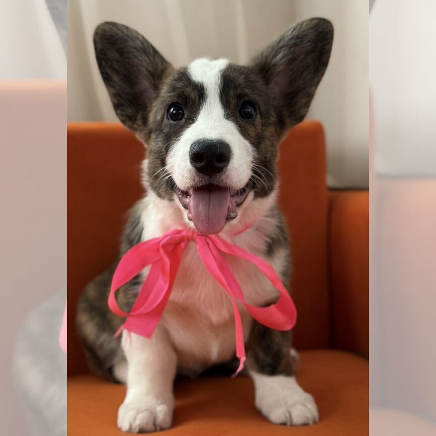 Вельш Корги Кардиган, щенок