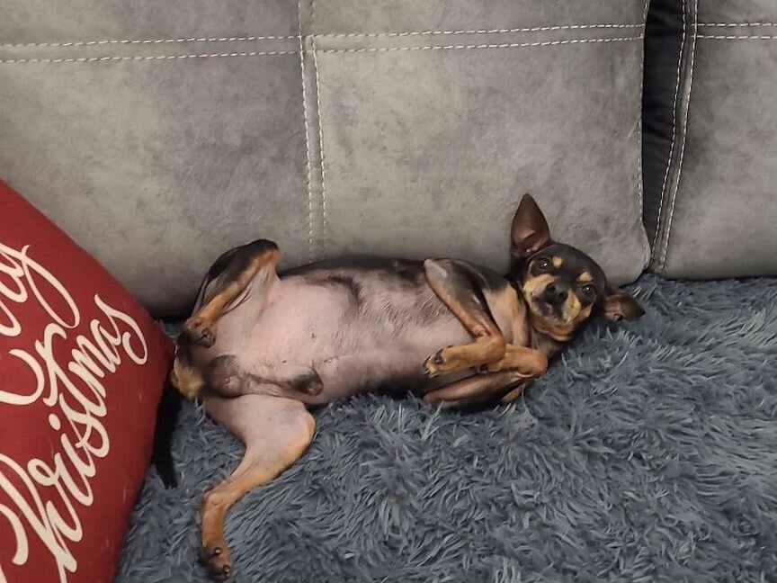 Ричард ищет даму сердца