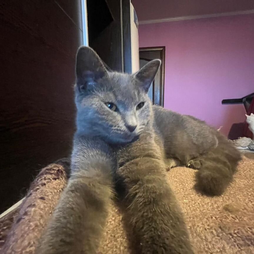 Мальчик котенок 4,5 Тучка