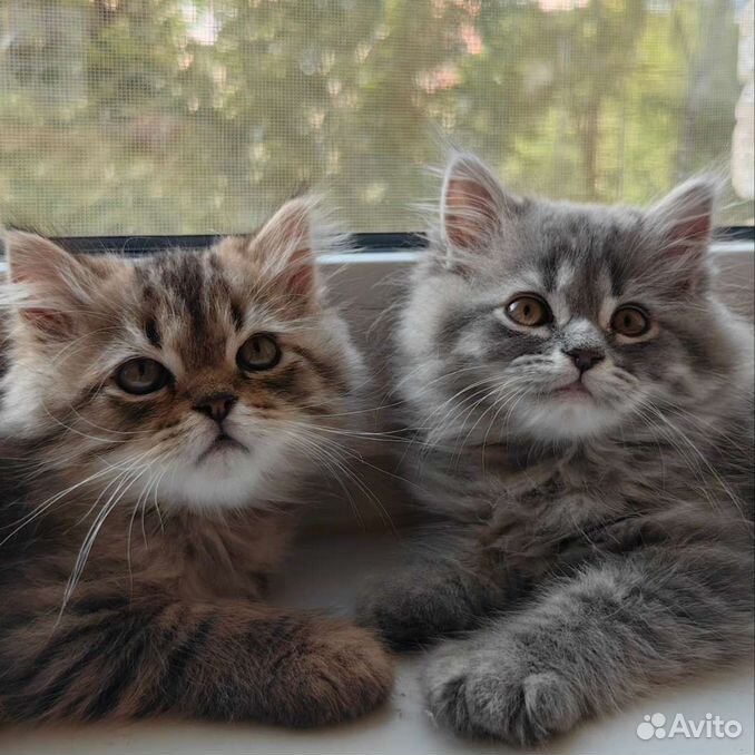 2 домашних сибирских котёнка