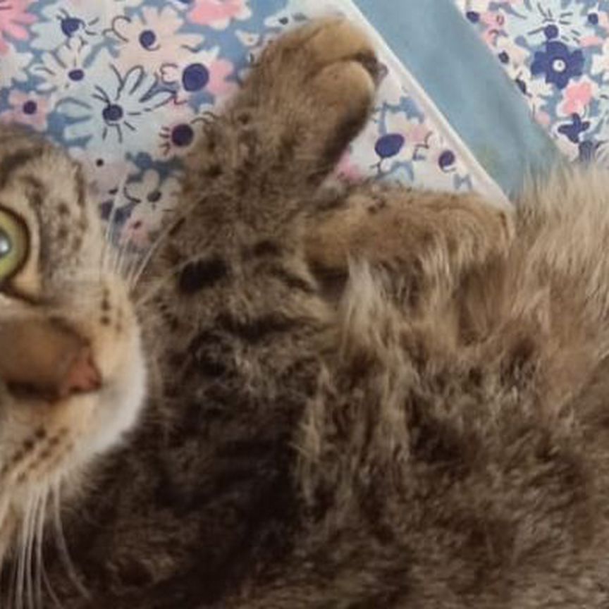 Котик кастрированный