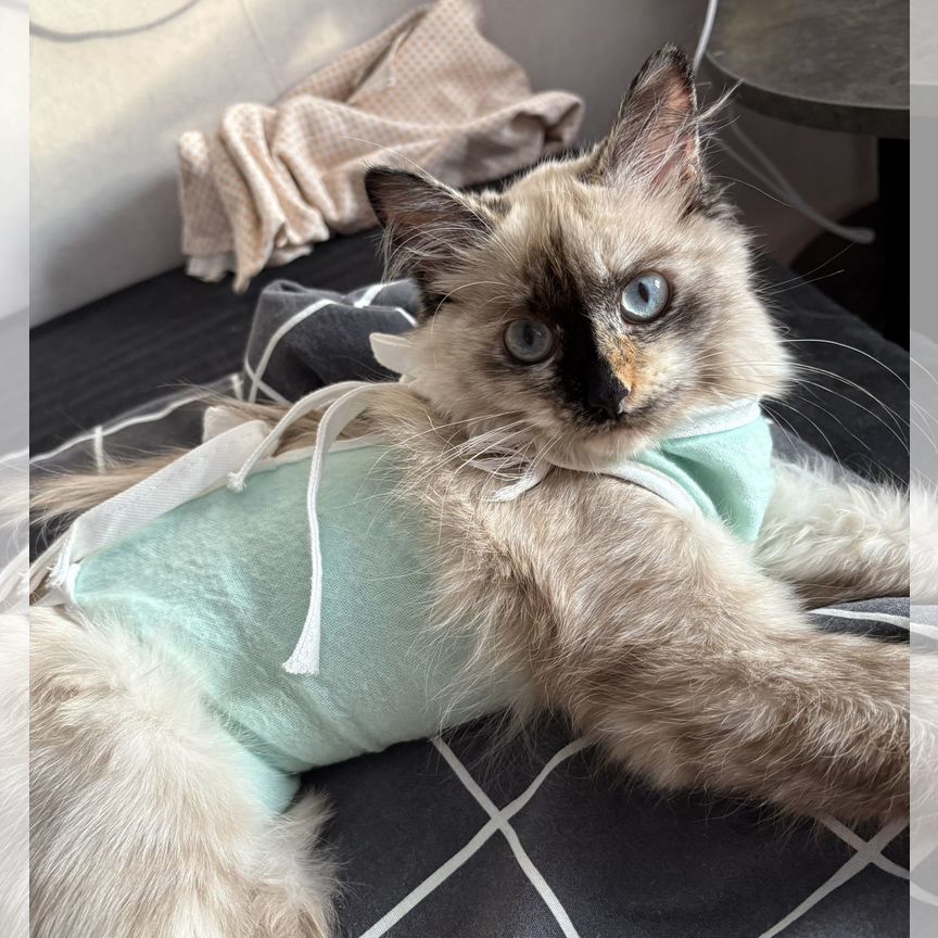 Сиамский котёнок