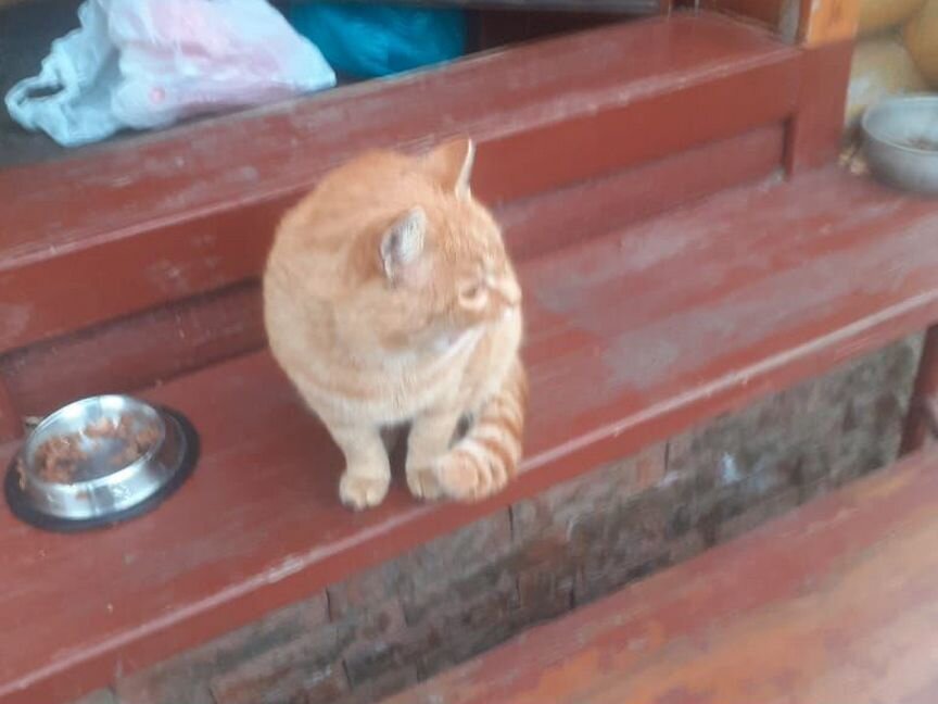 Очаровательный рыжий кот