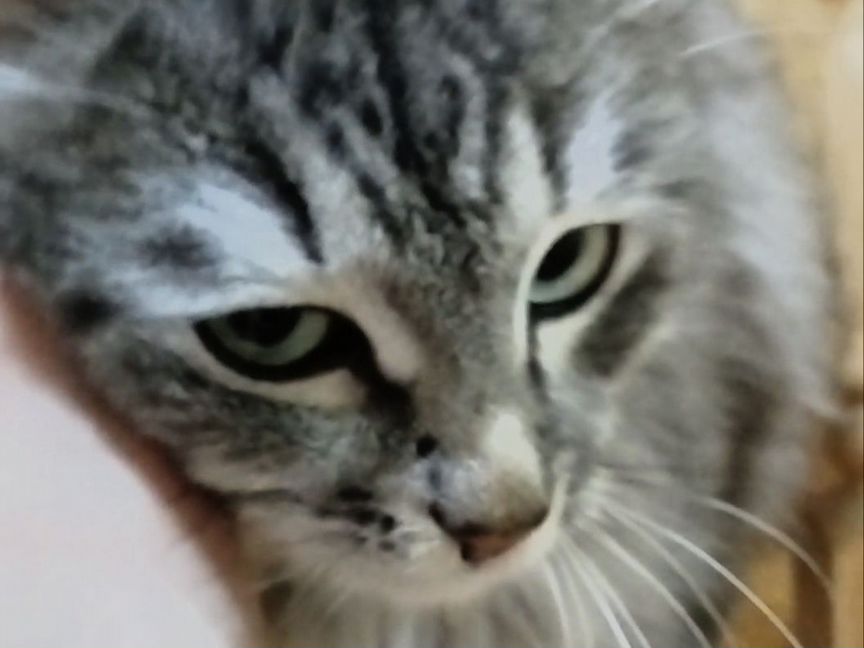 Ласкущий и говорящий котенок 6 мес