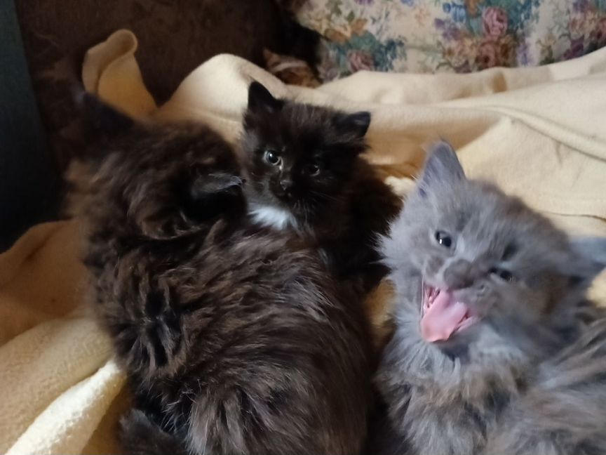 Котята нибелунги