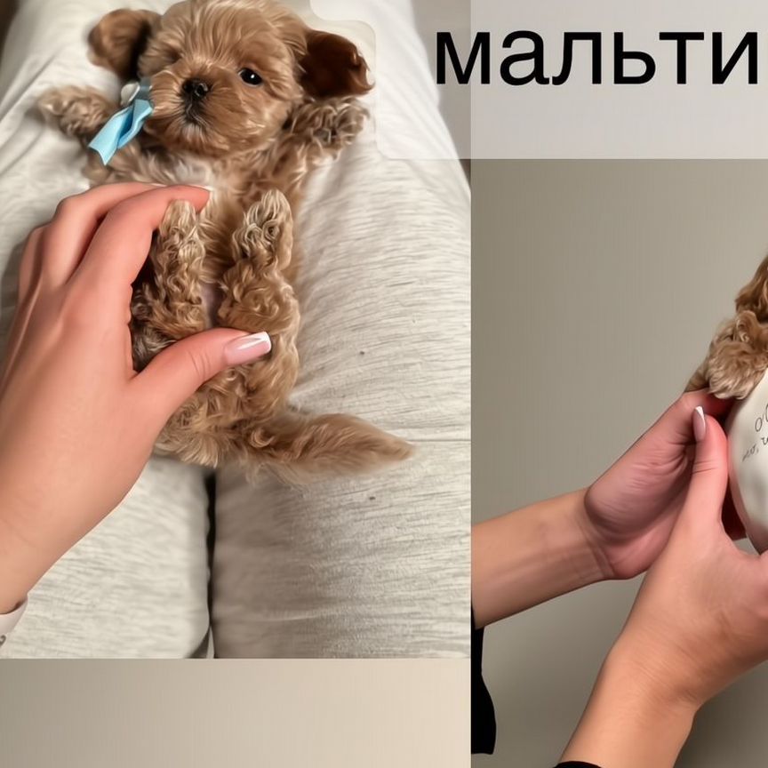 Мальтипу, щенок