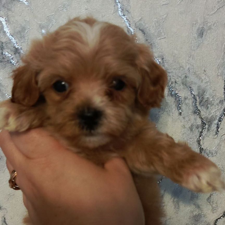 Мальтипу, щенок