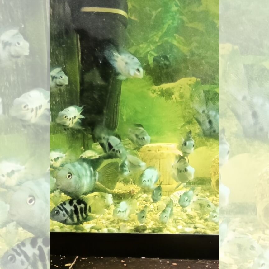 Аквариумные рыбки