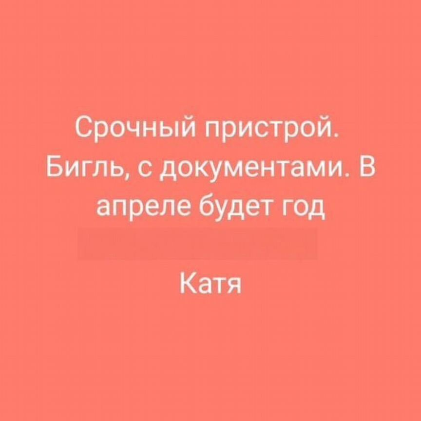 Бигль
