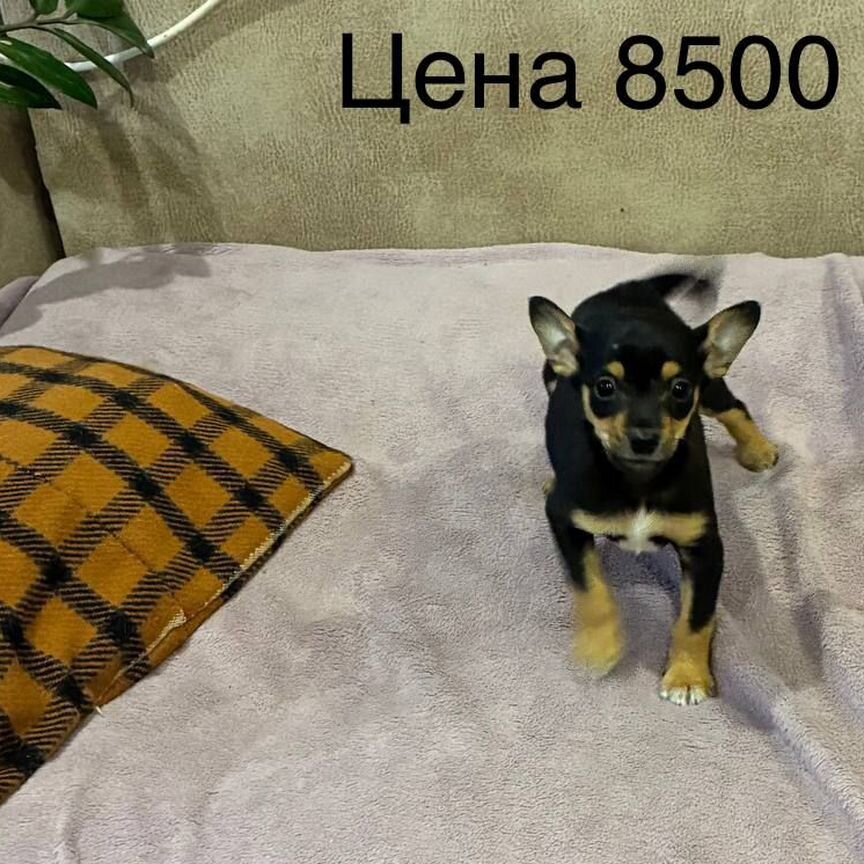 Русский той-терьер, щенок