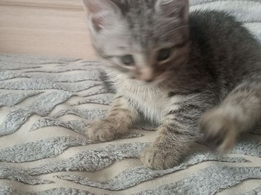 Британские котята