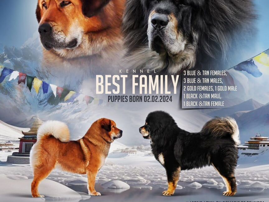 Тибетский мастиф щенки