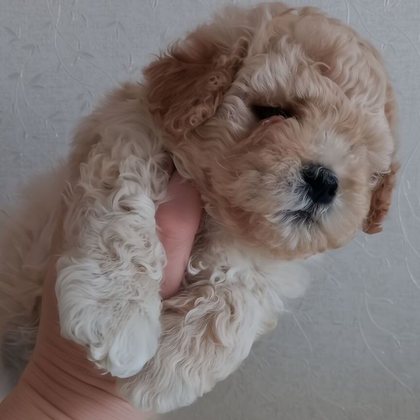 Мальтипу, щенок