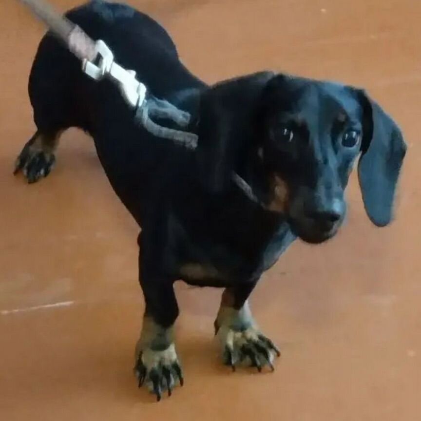 Такса, взрослая собака