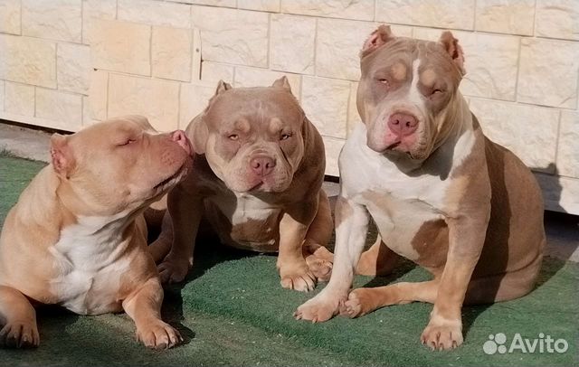 Американский булли. Покет. Девушки юниоры