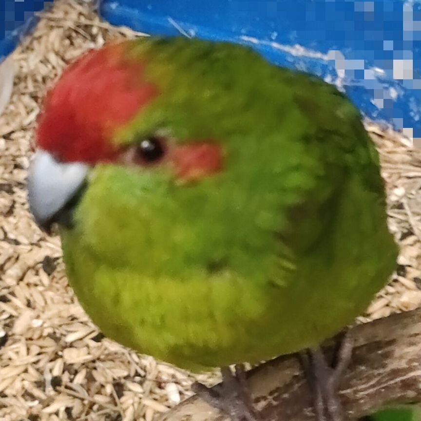 Попугай какарик