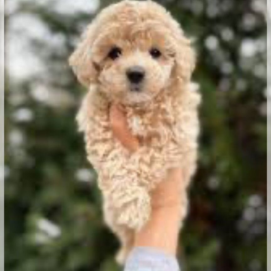 Мальтипу, щенок