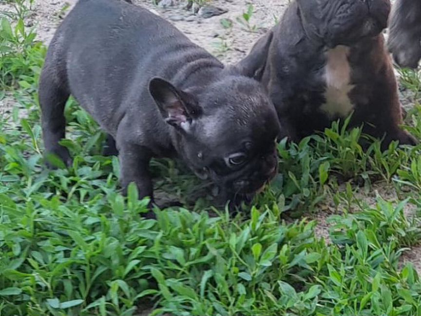 Французские щенки Лапочки