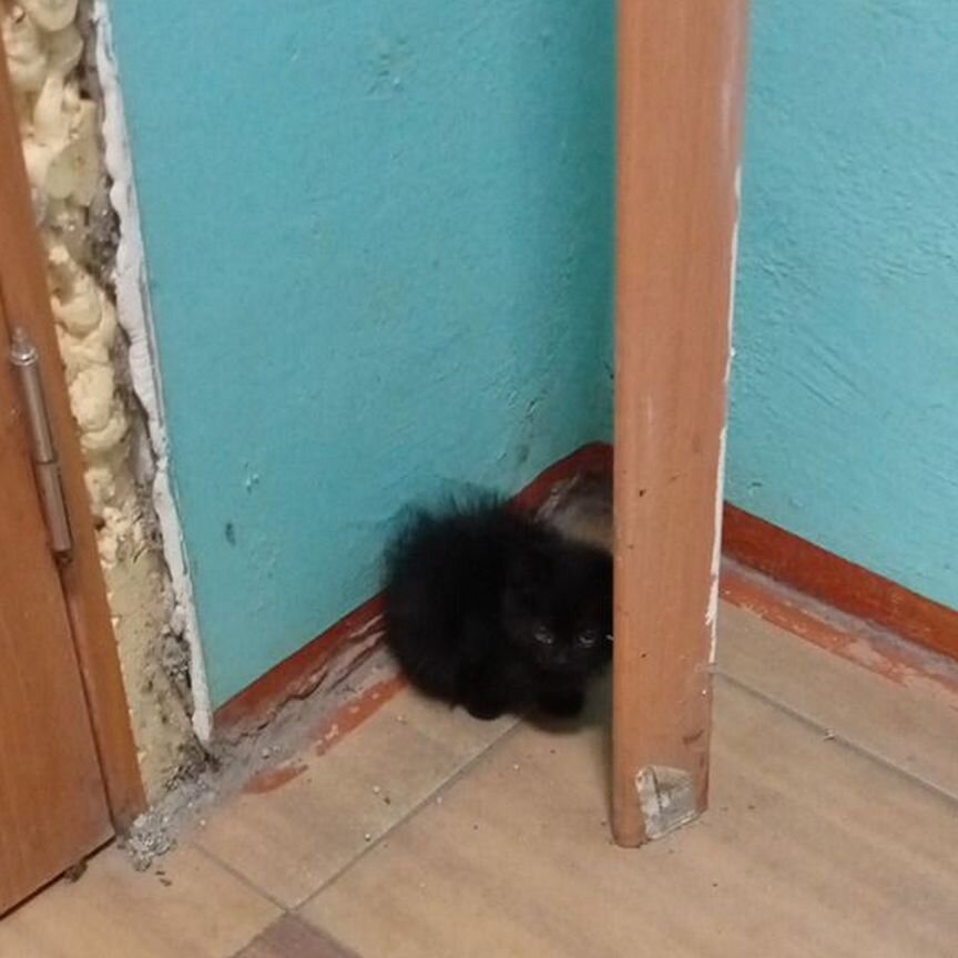 Чёрный котёнок