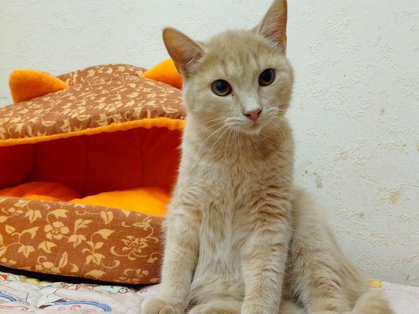 Персиковый малыш ищет дом