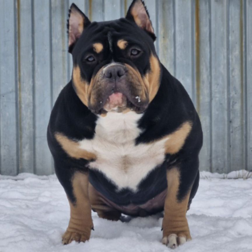 Американский булли