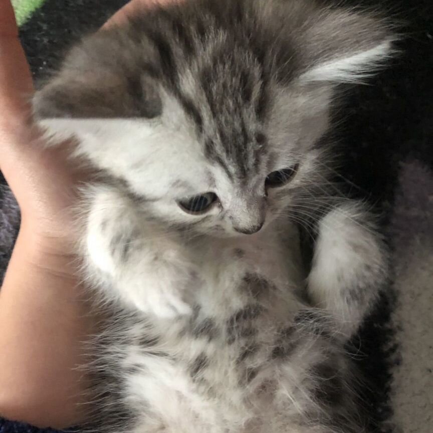 Британские котята