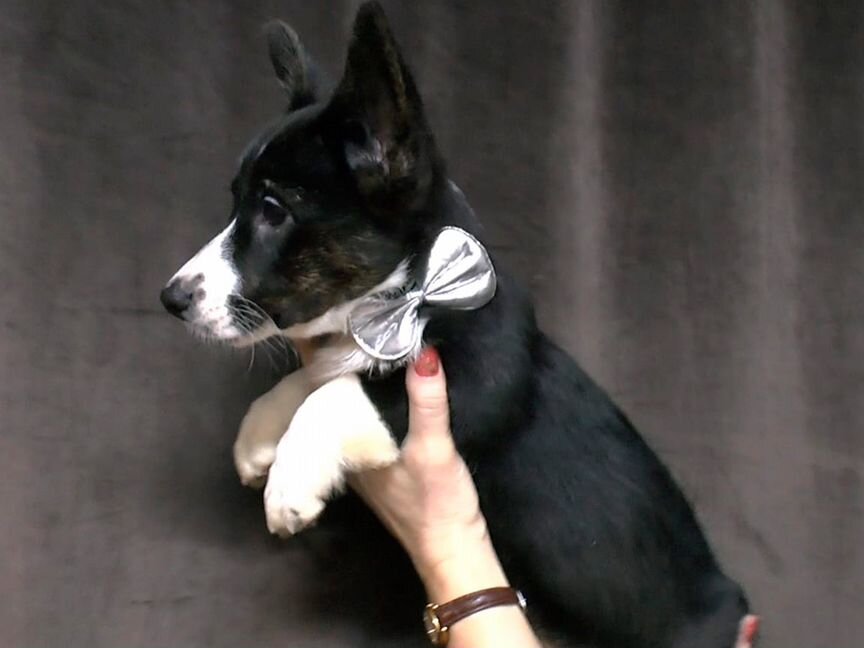 Вельш-корги кардиган щенок мальчик