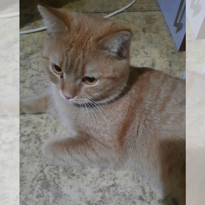 Взрослый кот в добрые руки