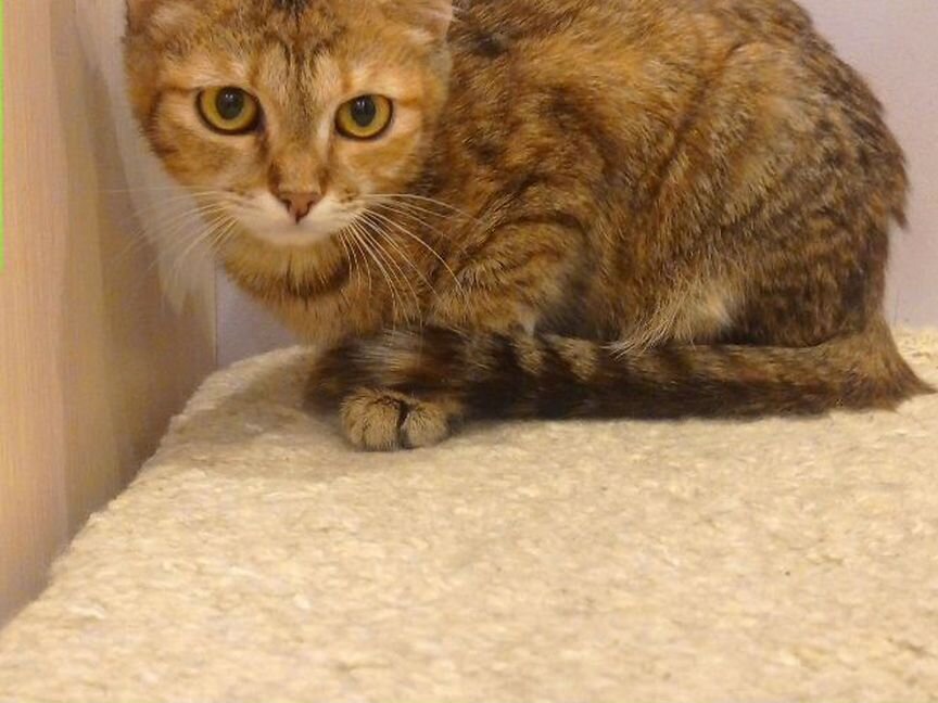 Мия ищет дом