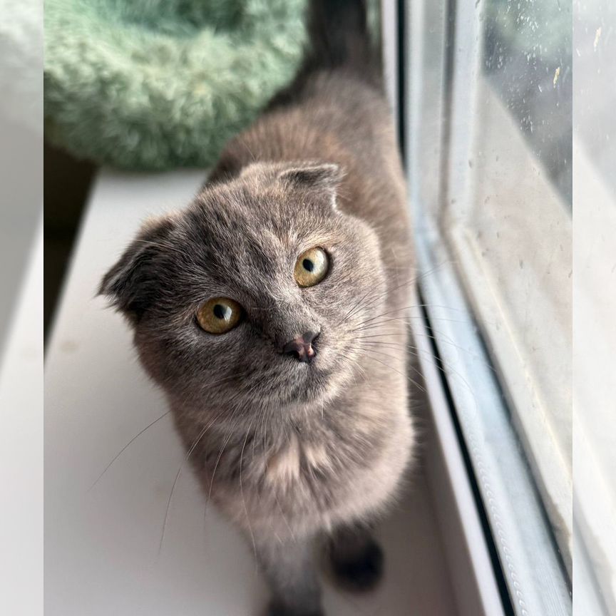 Шотландский вислоухий короткошёрстный котёнок