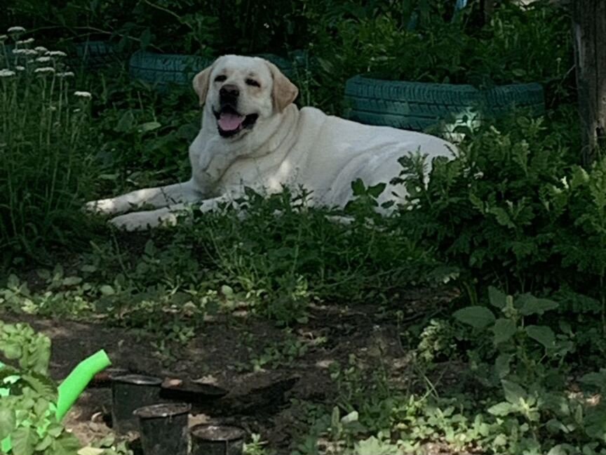 Кобель лабрадора вязка