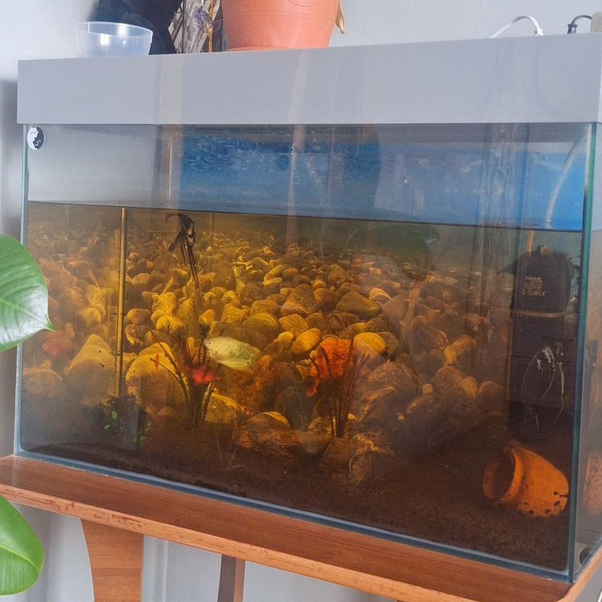 Аквариум с рыбками