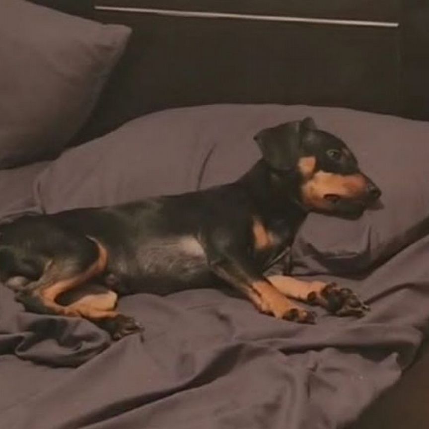 Пикардийский спаниель, взрослый пёс