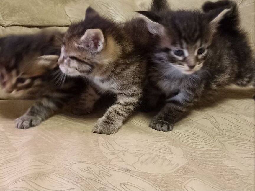 Котята мейн-кун