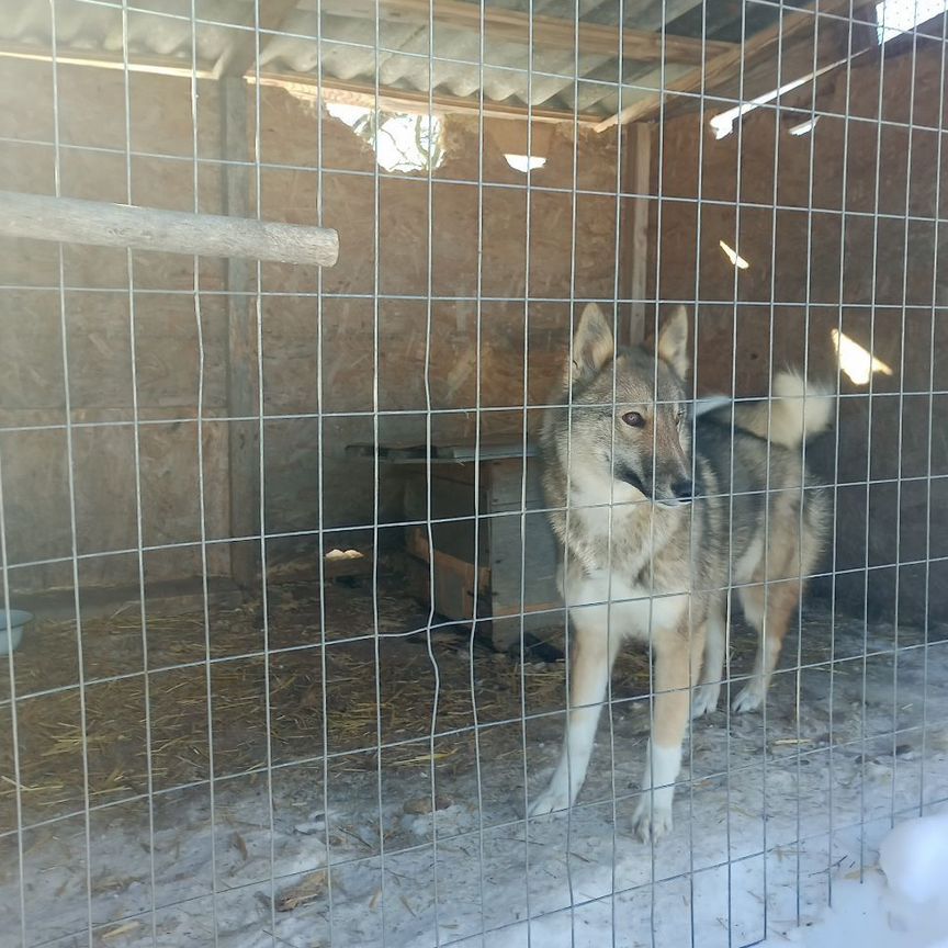 Лайка, щенок