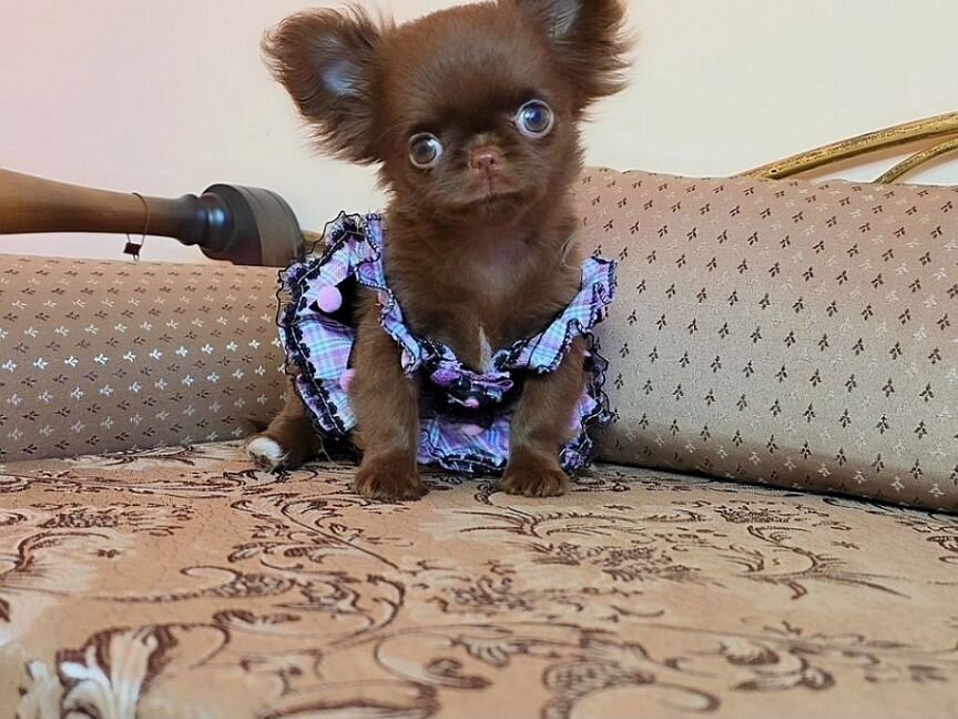 Принцесса Теона