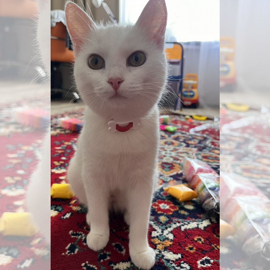 Као-мани котёнок