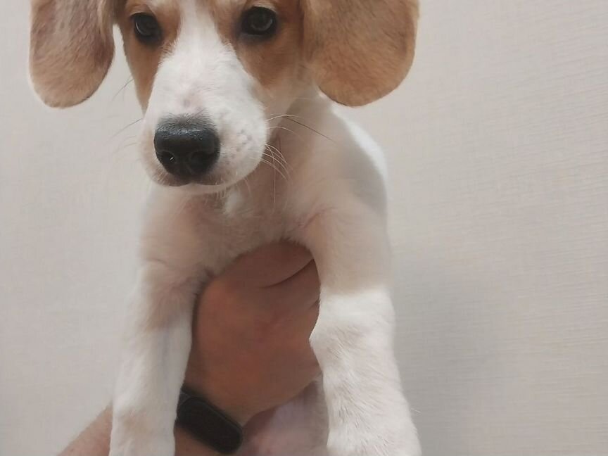 Эстонская гончая щенок