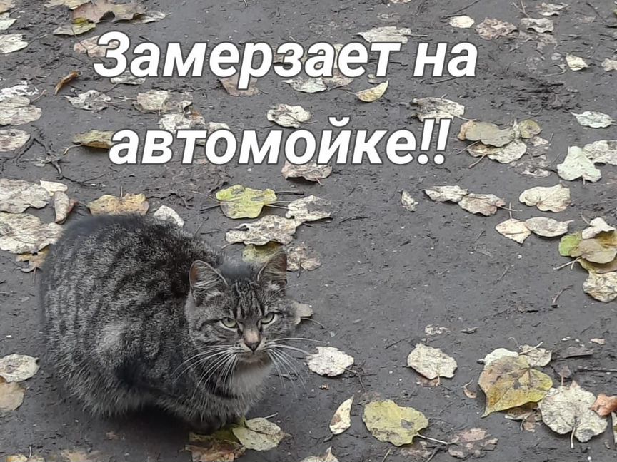 Спасите шпротинку с автомойки