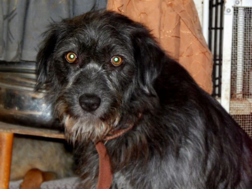 Нежная собака в добрые руки